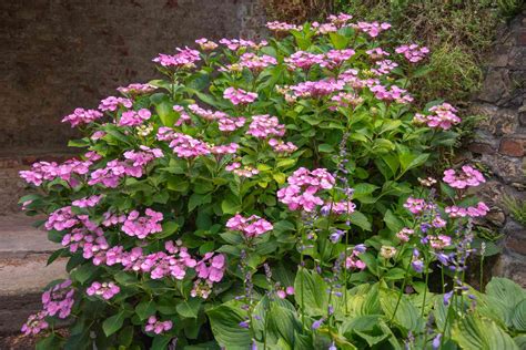 How To Grow Hydrangea Serrata Mountain Hydrangea