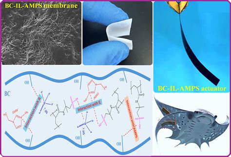 Low‐voltage Driven Ionic Soft Actuators Based On Amps‐medicated Bacterial Cellulose Nanofibers