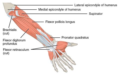 Wrist Flexors Muscles Wrist Flexor Tendon Anatomy Anatomy Human Body Porn Sex Picture