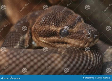 Rough Scaled Python Morelia Carinata Lies Coiled On A Branch Stock