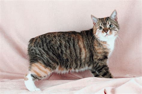 Manx Cat Breed Profile Litter Robot