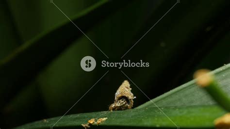 Cone Case Moth Psychidae Caterpillar Insect Macro Moment Stock Image