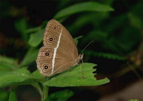Nigger Learn Butterflies