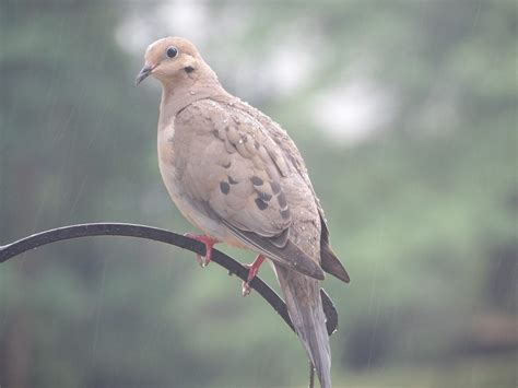 White Winged Dove Vs Mourning Dove