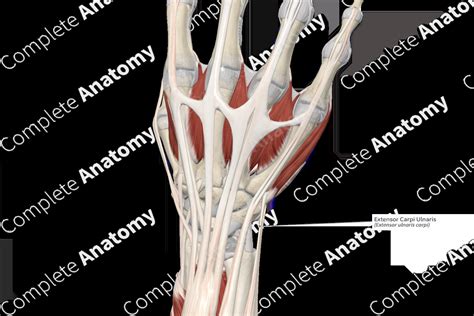 Extensor Carpi Ulnaris Complete Anatomy