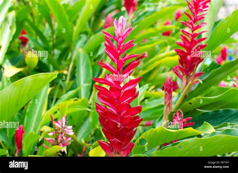 Plants Of Guam At Delia Garibay Blog