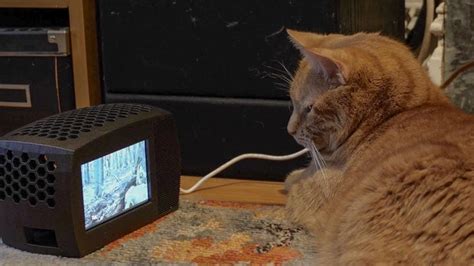Raspberry Pi Cat Tv Tinkercad