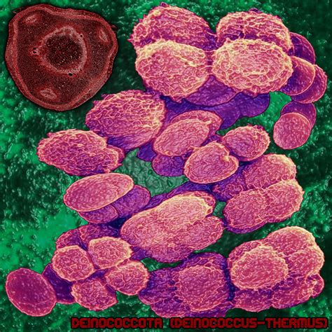 Deinococcota Deinococcus Thermus Chondrodendron Lomentosum Curare