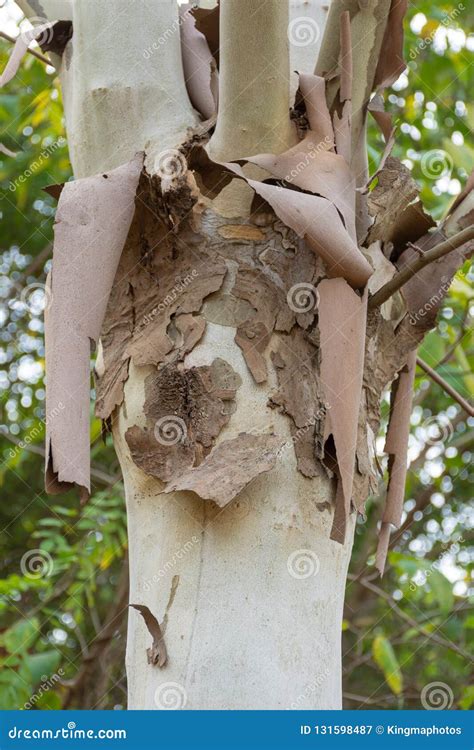 A Close Up Of A Birch Tree Shedding Its Bark Stock Image Image Of