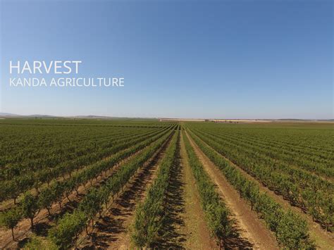 Harvest • მოსავალი