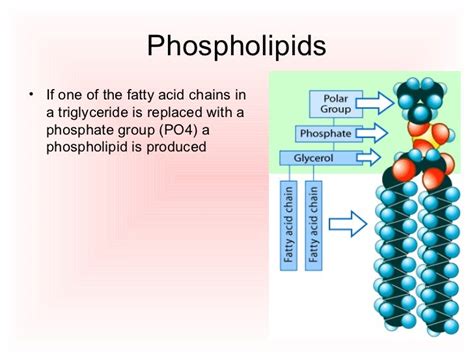 Phospholipids