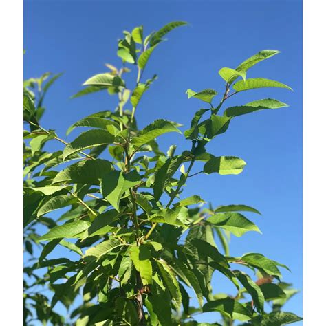 Питомник Питомник растений Владимира Овчинникова