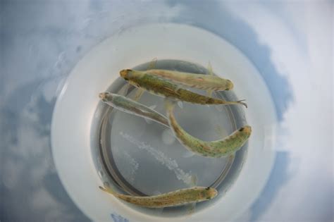 Dont Be Fooled By Misinformation Farmed Salmon Is Healthy Responsible And Here To Stay