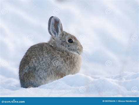 Mountain Cottontail Rabbit On Deep Snow Looking Cold In The Winter Time Stock Photo Image Of