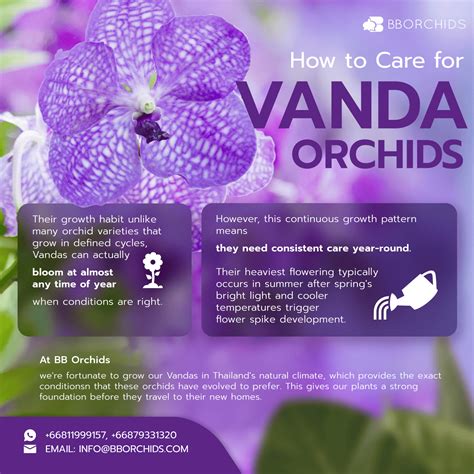 How To Care For Vanda Orchids Bb Orchids