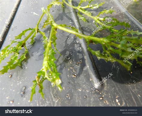 Naiade Images, Stock Photos & Vectors | Shutterstock