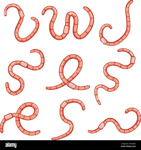 Worm Set Cartoon Vector Illustration Stock Vector Image And Art Alamy
