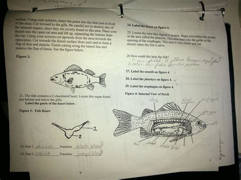 Chordates Hannahs Biology 11 H