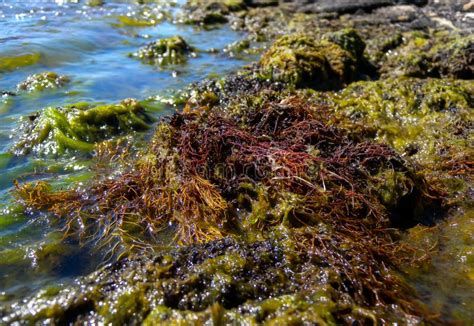 Brown Algae Macrophytes Cystoseira Barbata And Other Green And Red