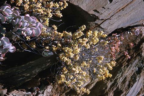 Crassula Rupestris Buttons On A String Houseplantsrhs