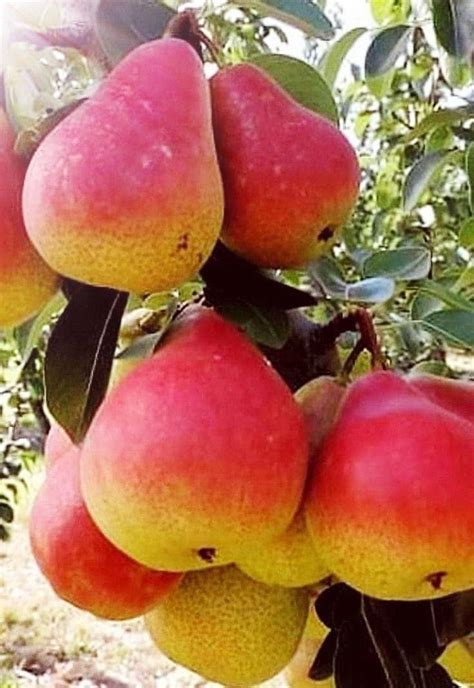 Planting Dwarf Pear Trees 3 Great Trees To Fit Almost Any Landscape Artofit