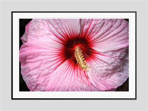 Stuart Möller Sex Flower Oversize Signed Limited Edition Print For