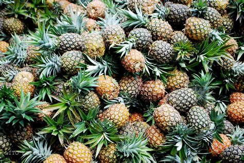 열대과일 종류와 사진열대과일 이름과 효능 2 네이버 블로그