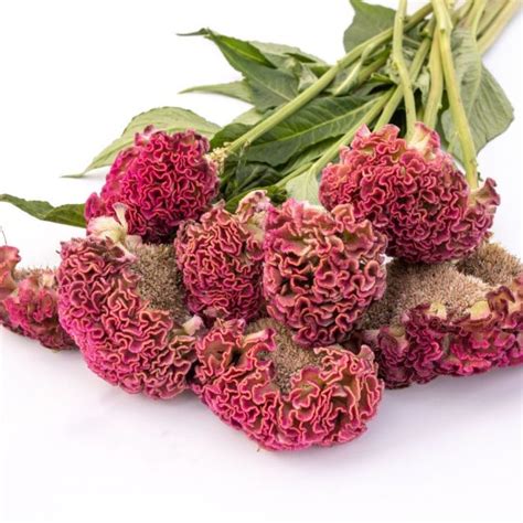 Celozja Act Ziva Pink Eva W Ogrodzie