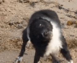 Vibrating Leg Shake Walk  500×621 Vibrating