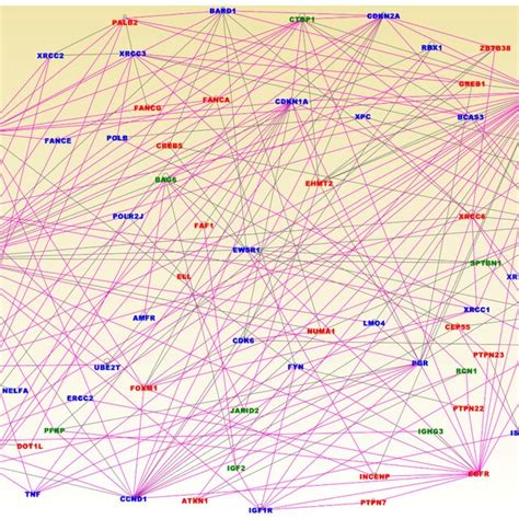 Gene Regulatory Networks Of Functionally Related Genes Enriched For Download Scientific Diagram