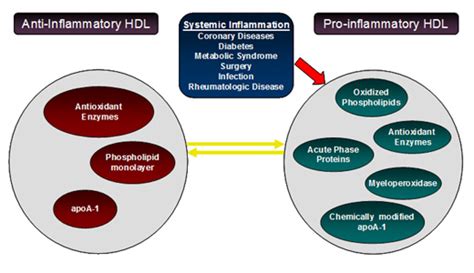 Alterations Occurring In HDL Composition And Metabolism Inflammation Download Scientific