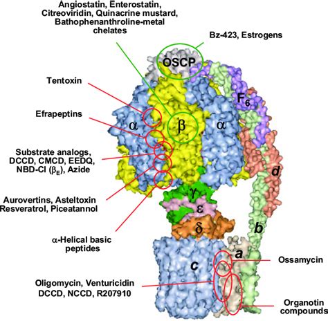 Inhibitory Sites Of Atp Synthase The Inhibitor Binding Sites In The Download Scientific