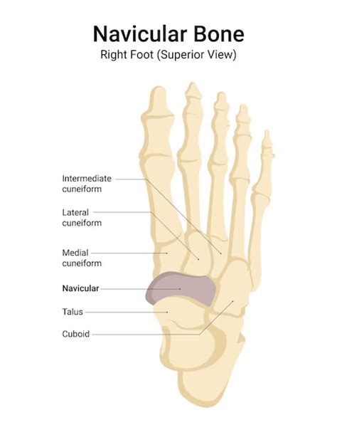 Navicular Bone Anatomy And Function A Detailed Explanation