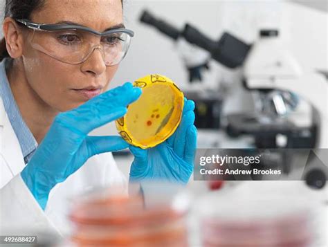 Microbiology Single Colony Photos And Premium High Res Pictures Getty Images