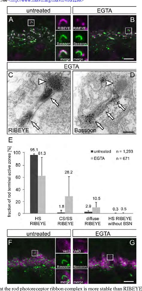 Presynaptic Active Zone Membrane Semantic Scholar