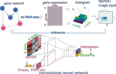 Deep Learning For Inferring Gene Relationships From Single Cell