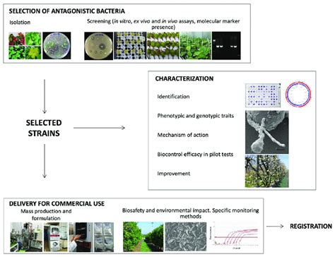 Flowchart Of Actions For Bacterial Biocontrol Agents Development Download Scientific Diagram