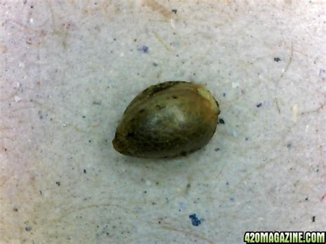 Seed Microscope 420 Magazine