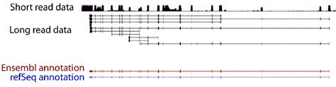 Figure 1 From Long Read Sequencing Of Chicken Transcripts And Identification Of New Transcript