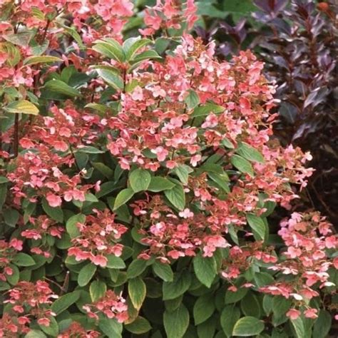 Quick Fire® Panicle Hydrangea 2 Container Small Pinnacles