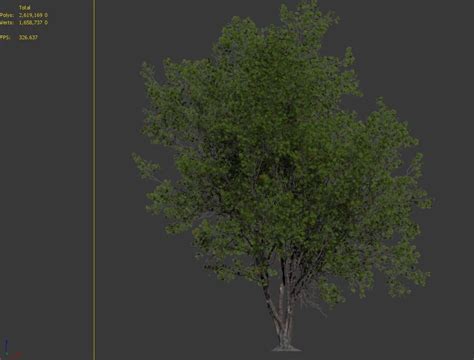 3d Model Acer Macrophyllum 02 Turbosquid 1990923