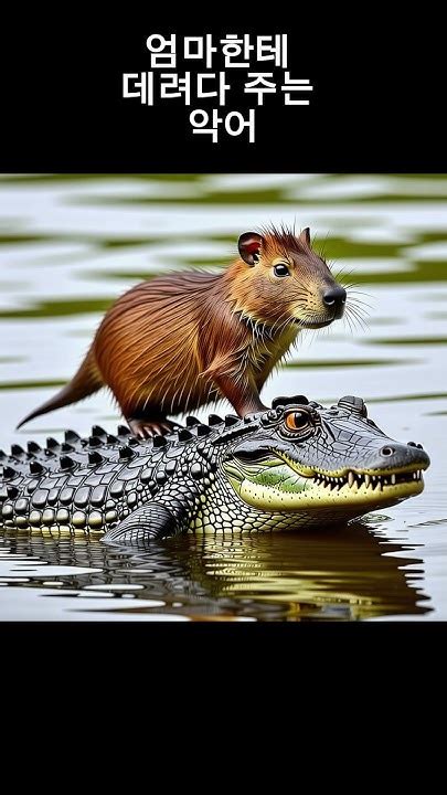 새끼 카피바라와 악어 Youtube