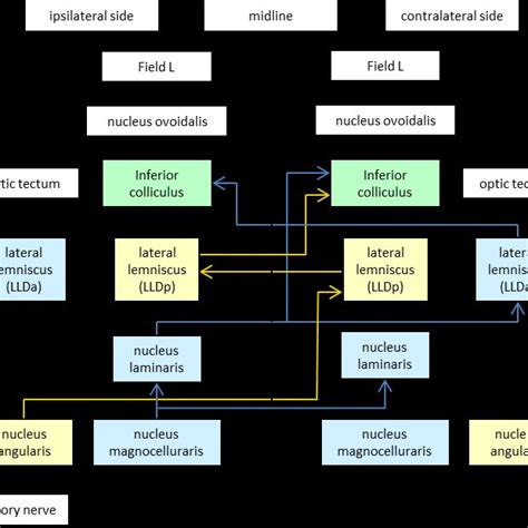 1 Binaural And Monaural Cues Used For Sound Localization A For Sound Download Scientific