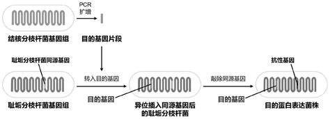 一种表达结核分枝杆菌atp合成酶的重组菌及其构建方法和表达方法 一种表达结核分枝杆菌atp合成酶的重组菌及其构建方法和表达方法