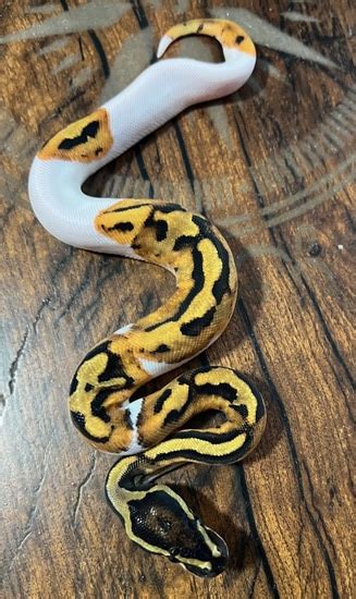 Enchi Pie Bald Ball Python By Bandb Reptile