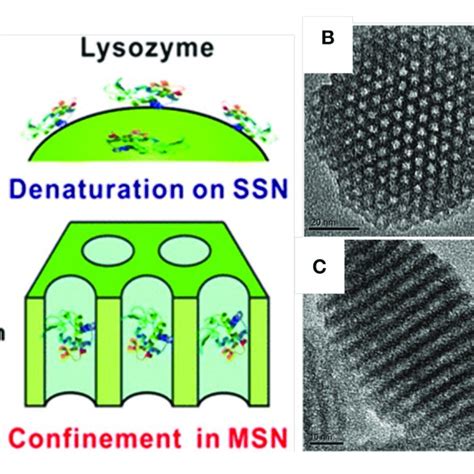 Enhanced Stability And Activity Of Lysozyme After Loaded Inside The