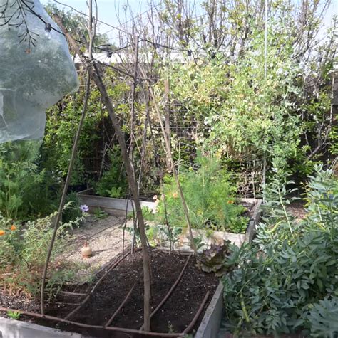 Easy And Cool DIY Bean Trellis Ideas Balcony Garden Web