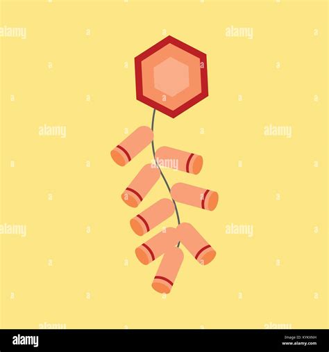 Cartoon Fire Cracker Stock Vector Images Alamy