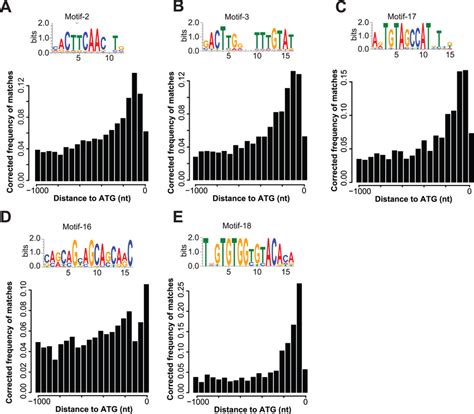 Highly Abundant Cis Regulatory Elements Nucleotide Conservation Of The