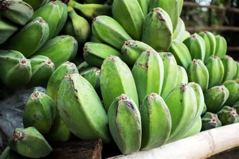 Pisang Nipah Keistimewaan Khasiat Kegunaan